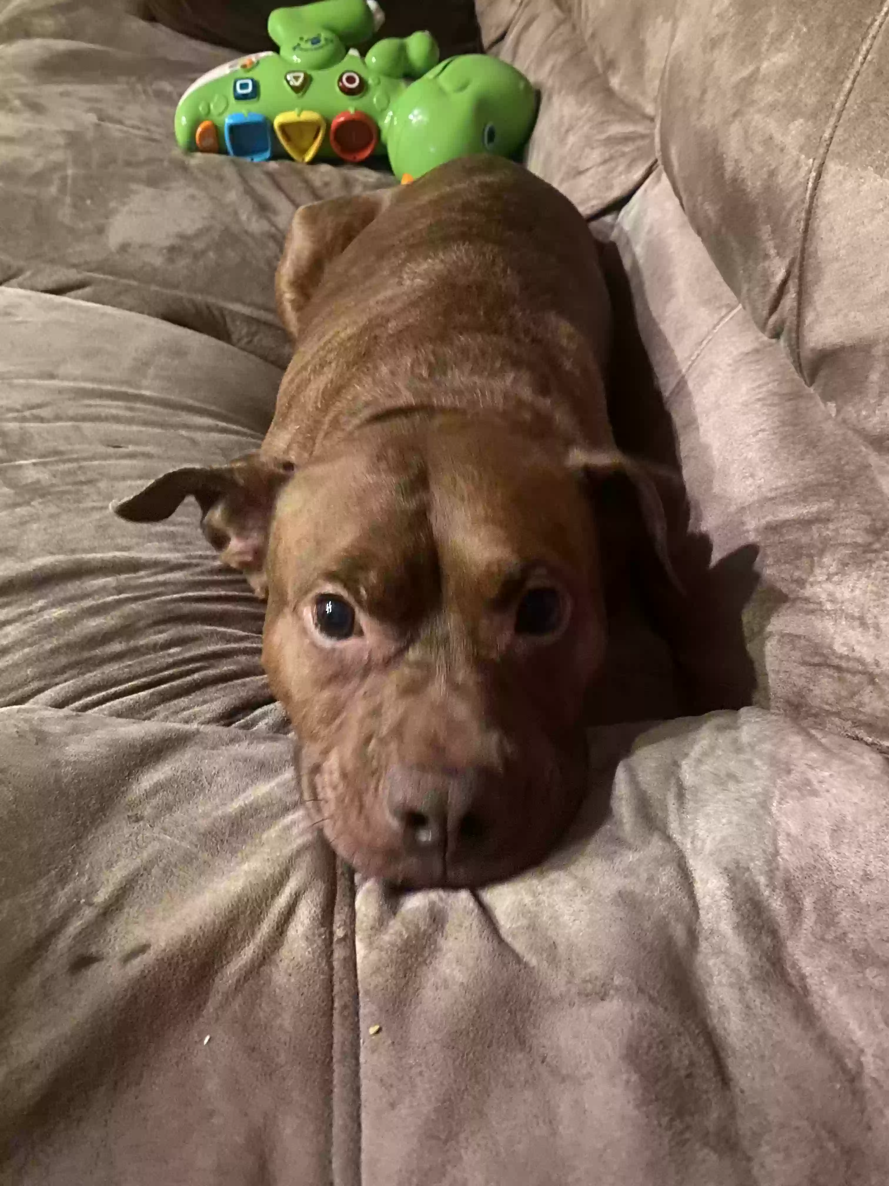 Dog adoption in Auburn, AL 36832: Pit bull terrier mix Dog Dog adoption in Auburn, AL 36832: Pit bull terrier mix Dog